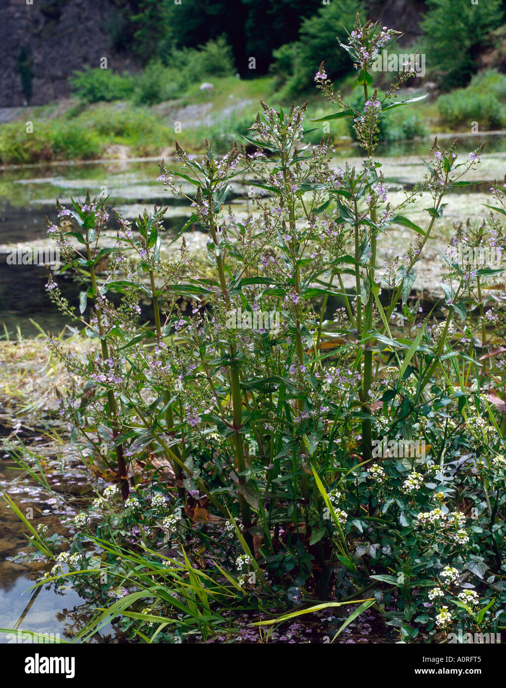 Brooklime hi-res stock photography and images - Alamy