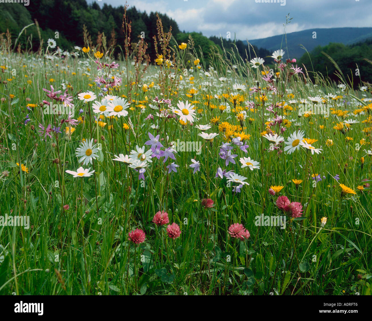 Colourful flower meadow in hi-res stock photography and images - Alamy