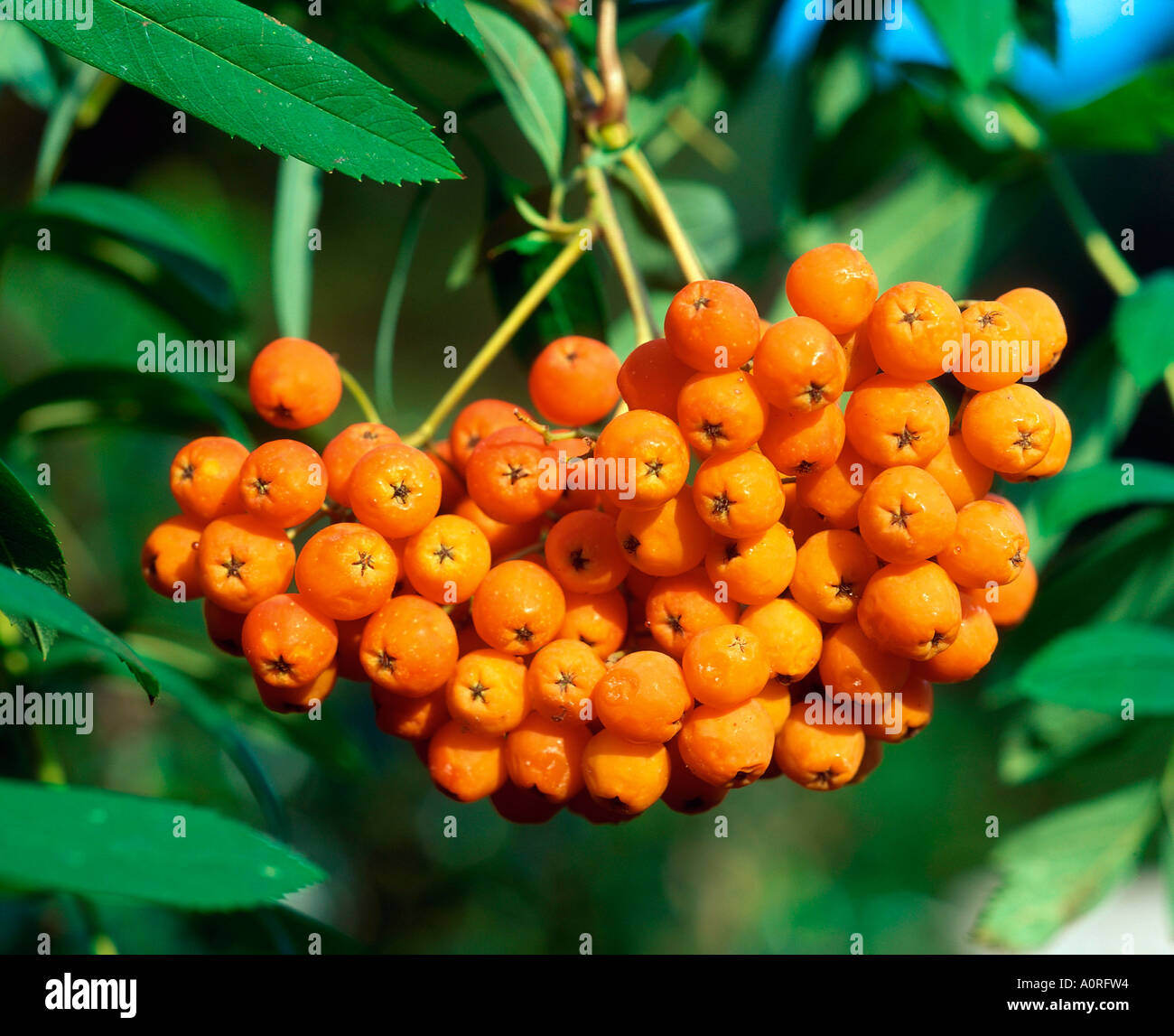 Rowan Ash / Mountain Ash Stock Photo - Alamy