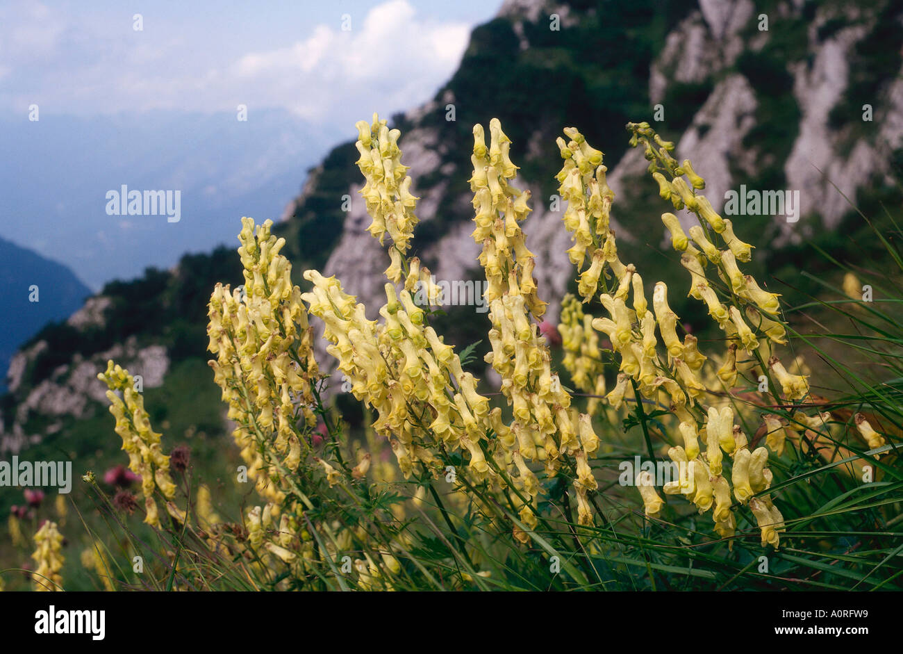 Wolfsbane hi-res stock photography and images - Alamy
