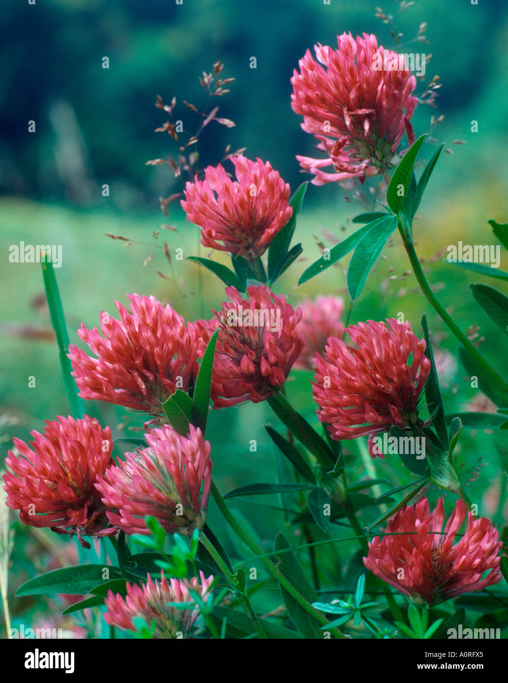 Upright clover hi-res stock photography and images - Alamy