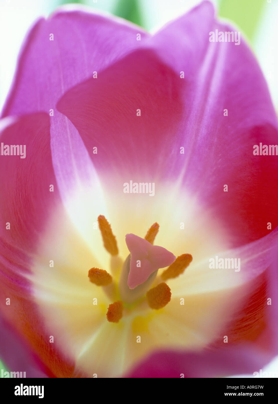 Inside of a tulip hi-res stock photography and images - Alamy