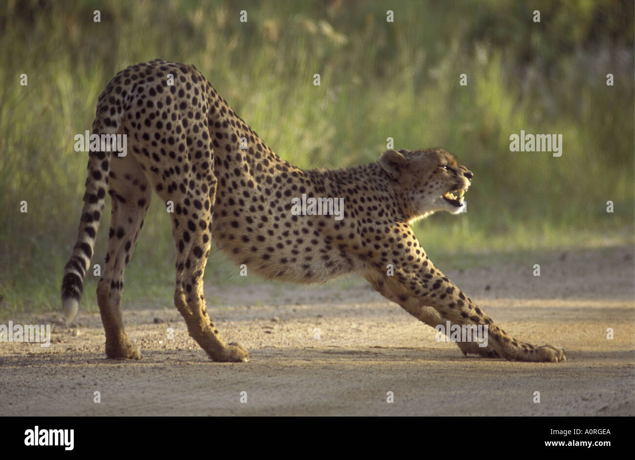 Cheetah stretching hi-res stock photography and images - Alamy