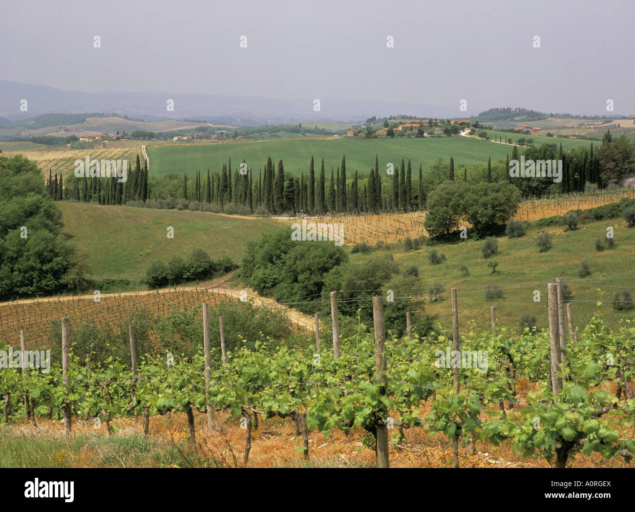 Vines and vineyards on rolling countryside in the heart of the Chianti ...