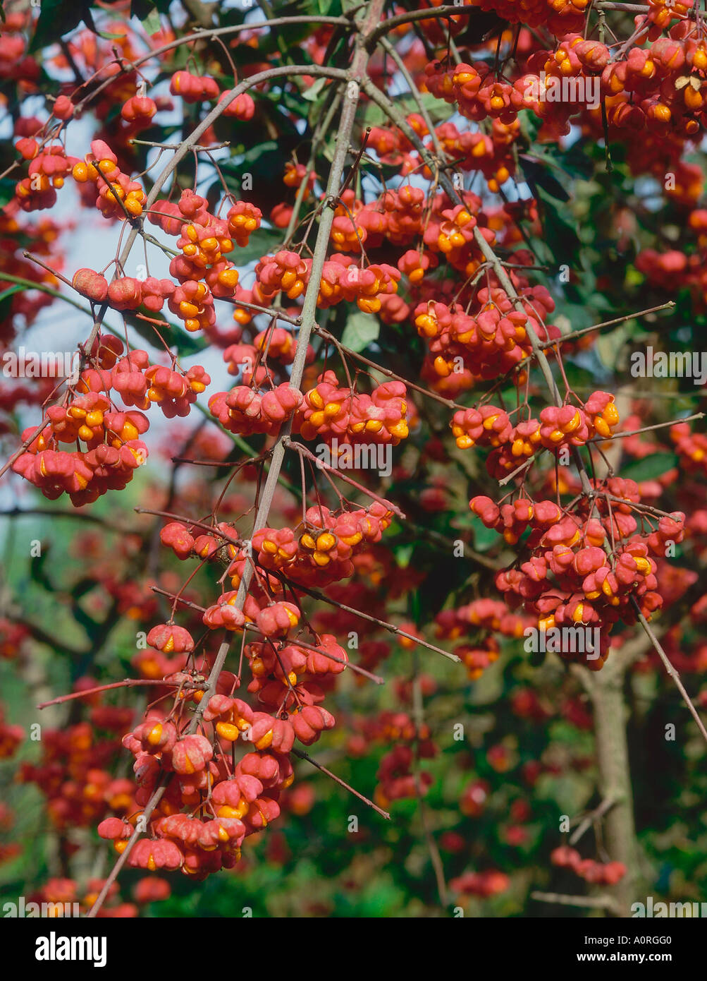 Vertical spindle hi-res stock photography and images - Alamy