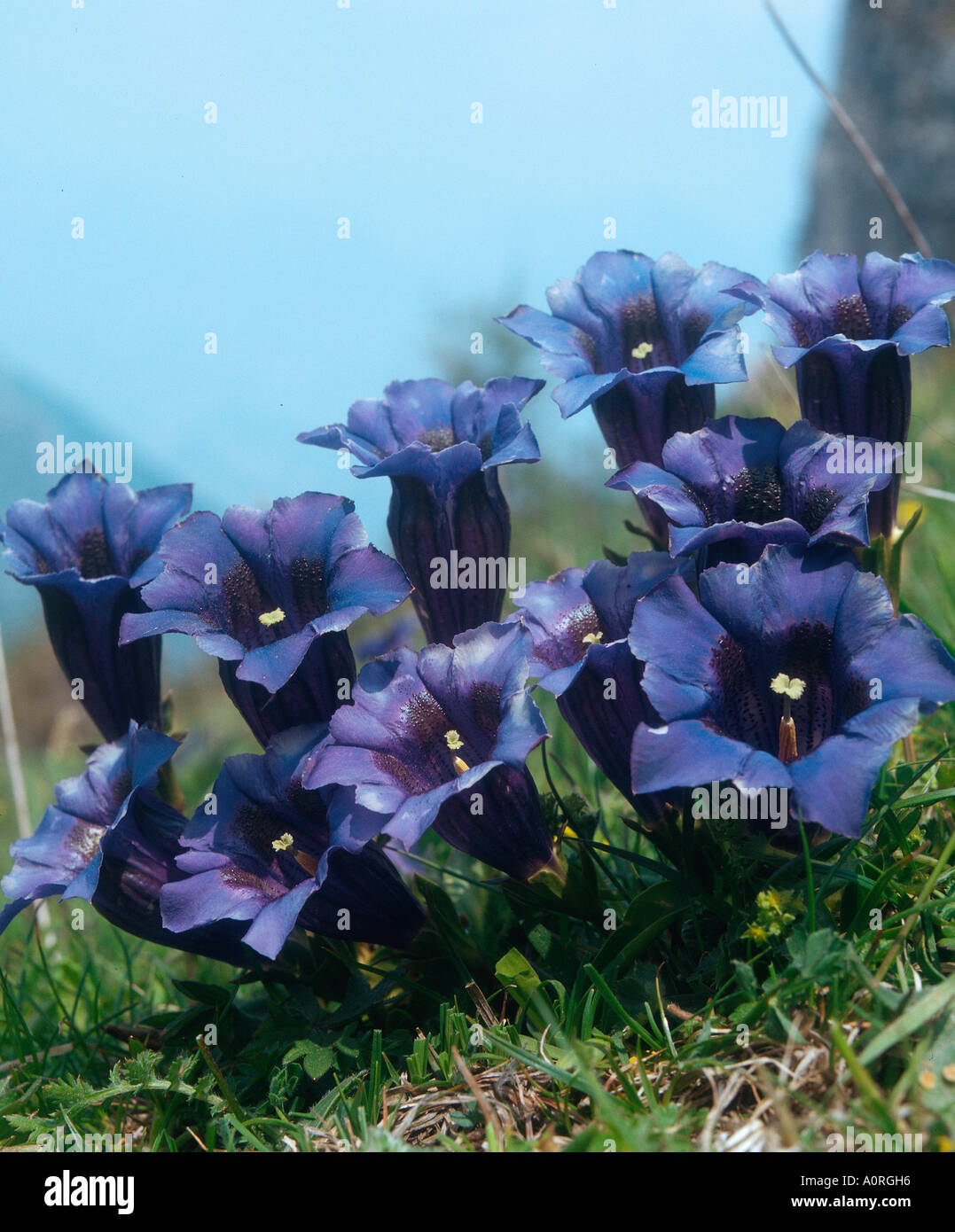 Clusiuss hi-res stock photography and images - Alamy