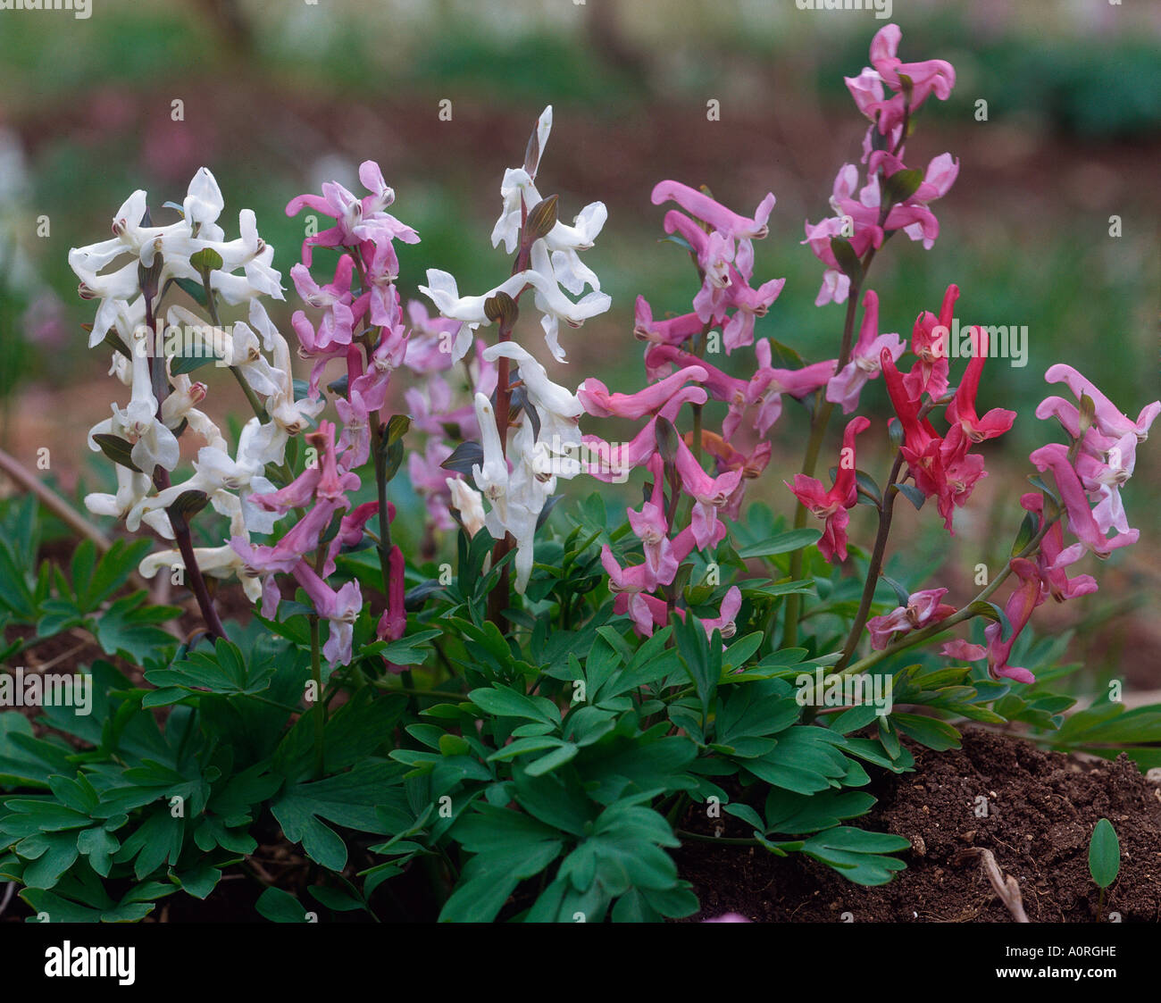 Bulbous corydalis corydalis bulbosa flowering hi-res stock photography ...