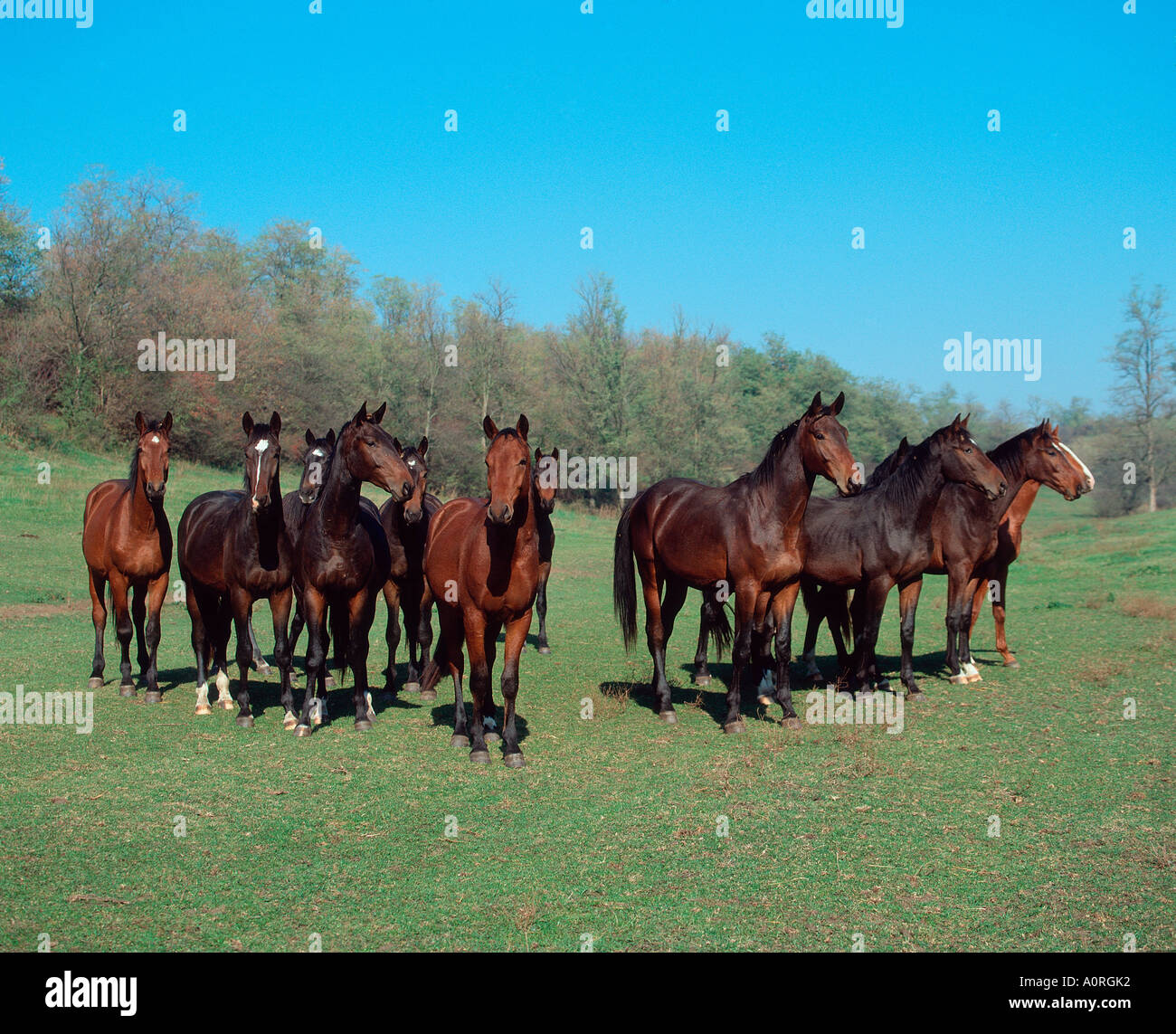 Holsteiner horse hi-res stock photography and images - Alamy