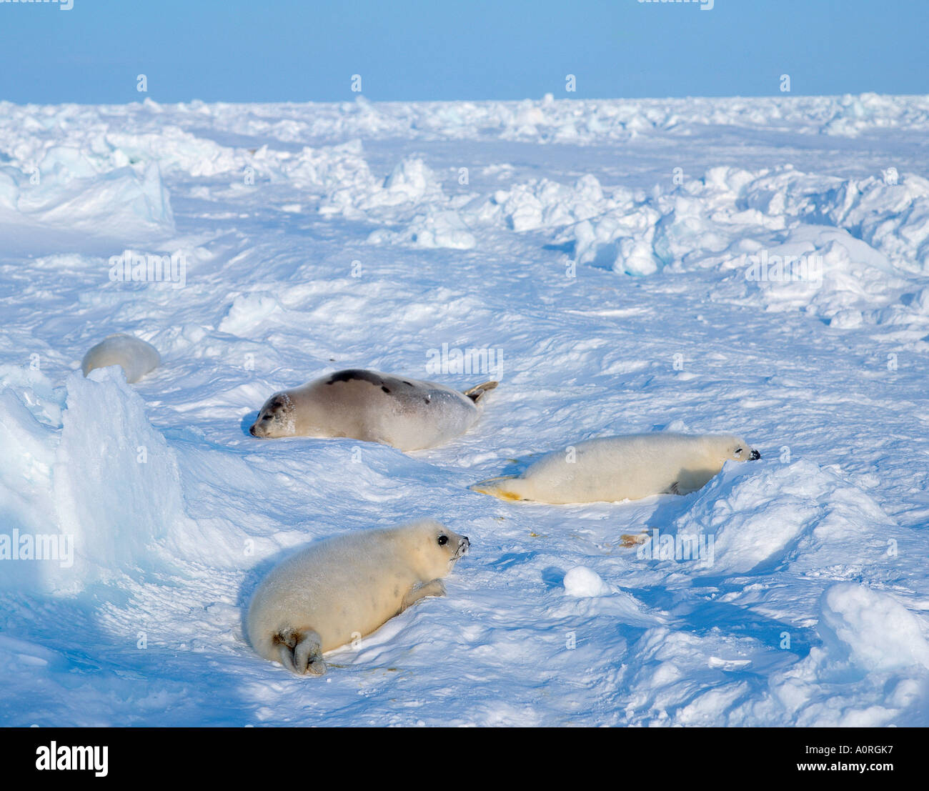Harp seal group hi-res stock photography and images - Alamy
