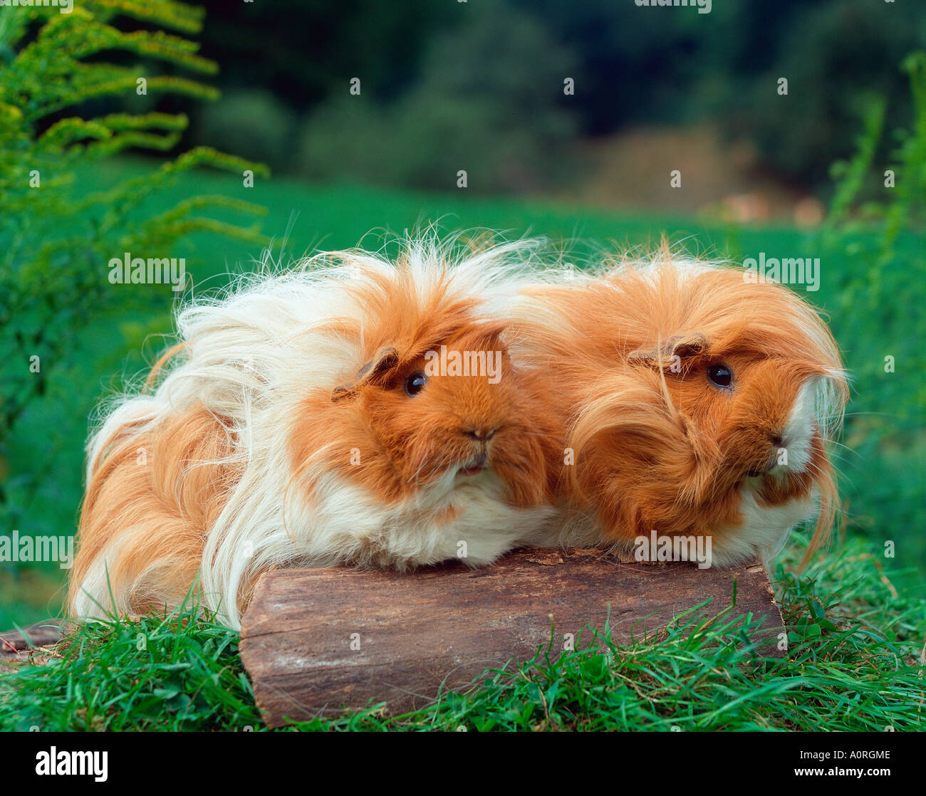 Peruvian Guinea Pig Stock Photo - Alamy
