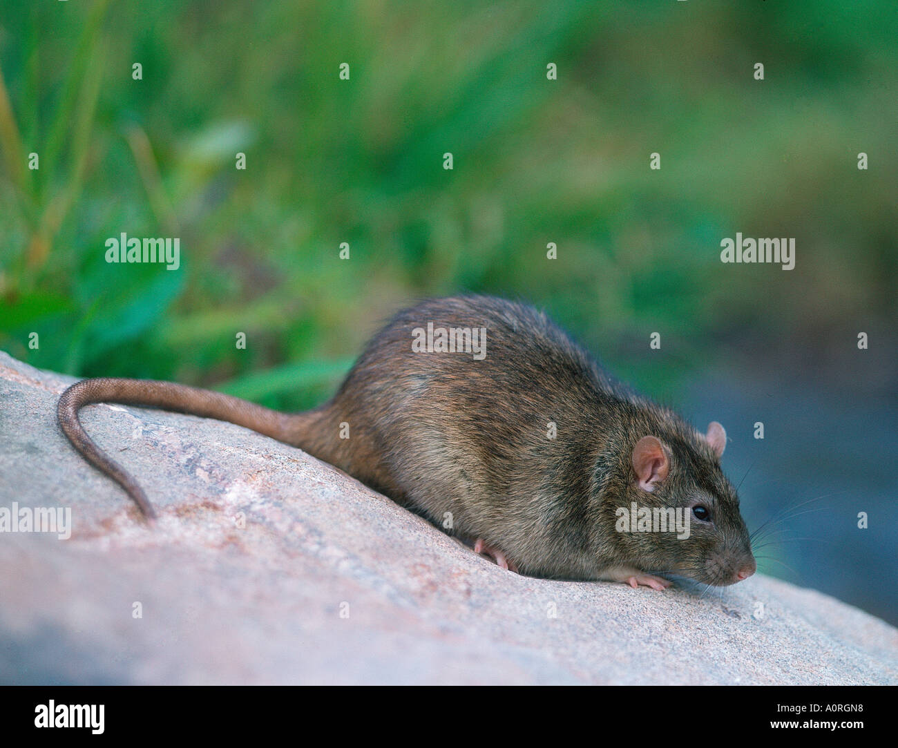 Side rat hi-res stock photography and images - Alamy