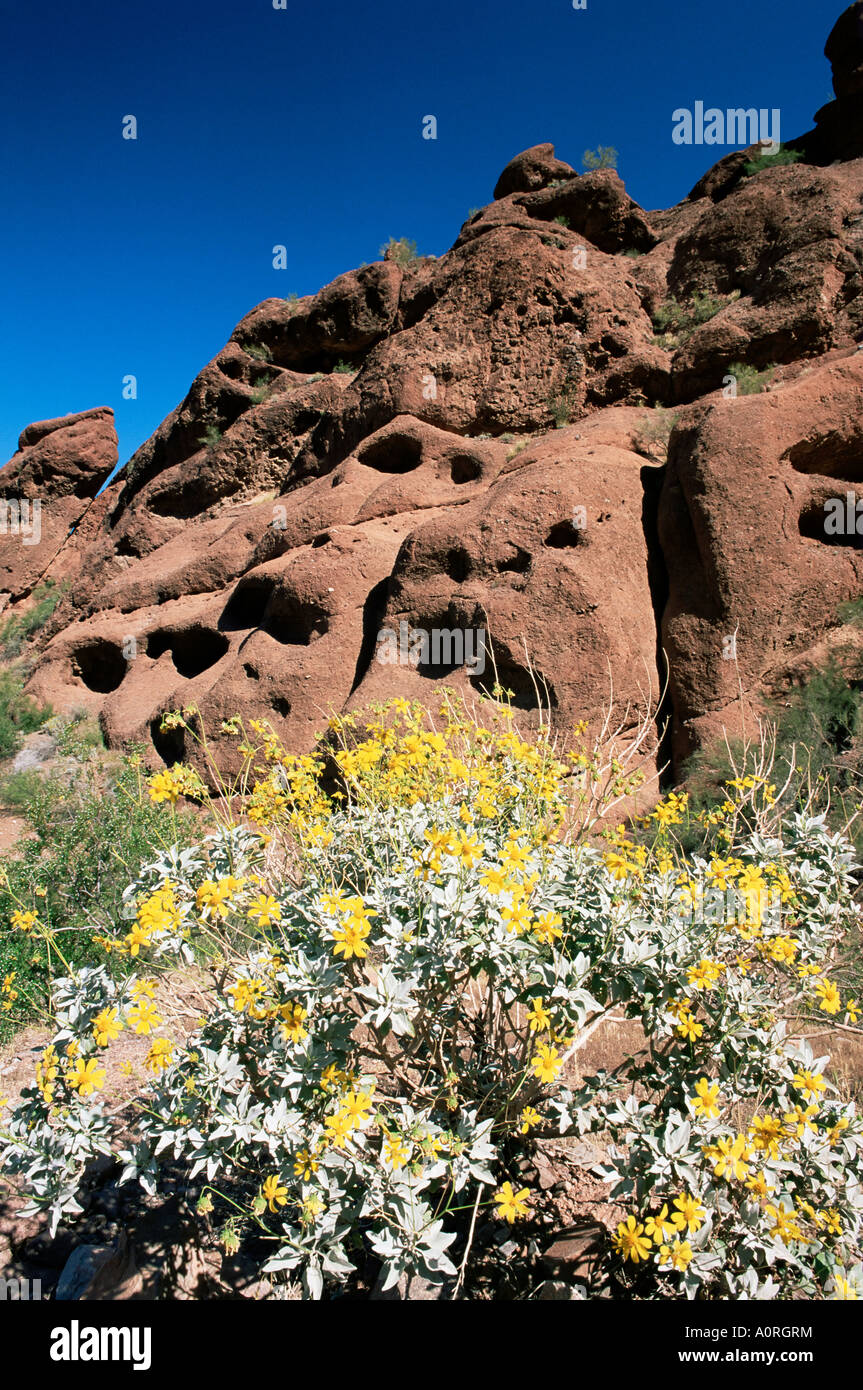 Desert flora beneath Camelback Mountain Echo Canyon Recreation Area ...