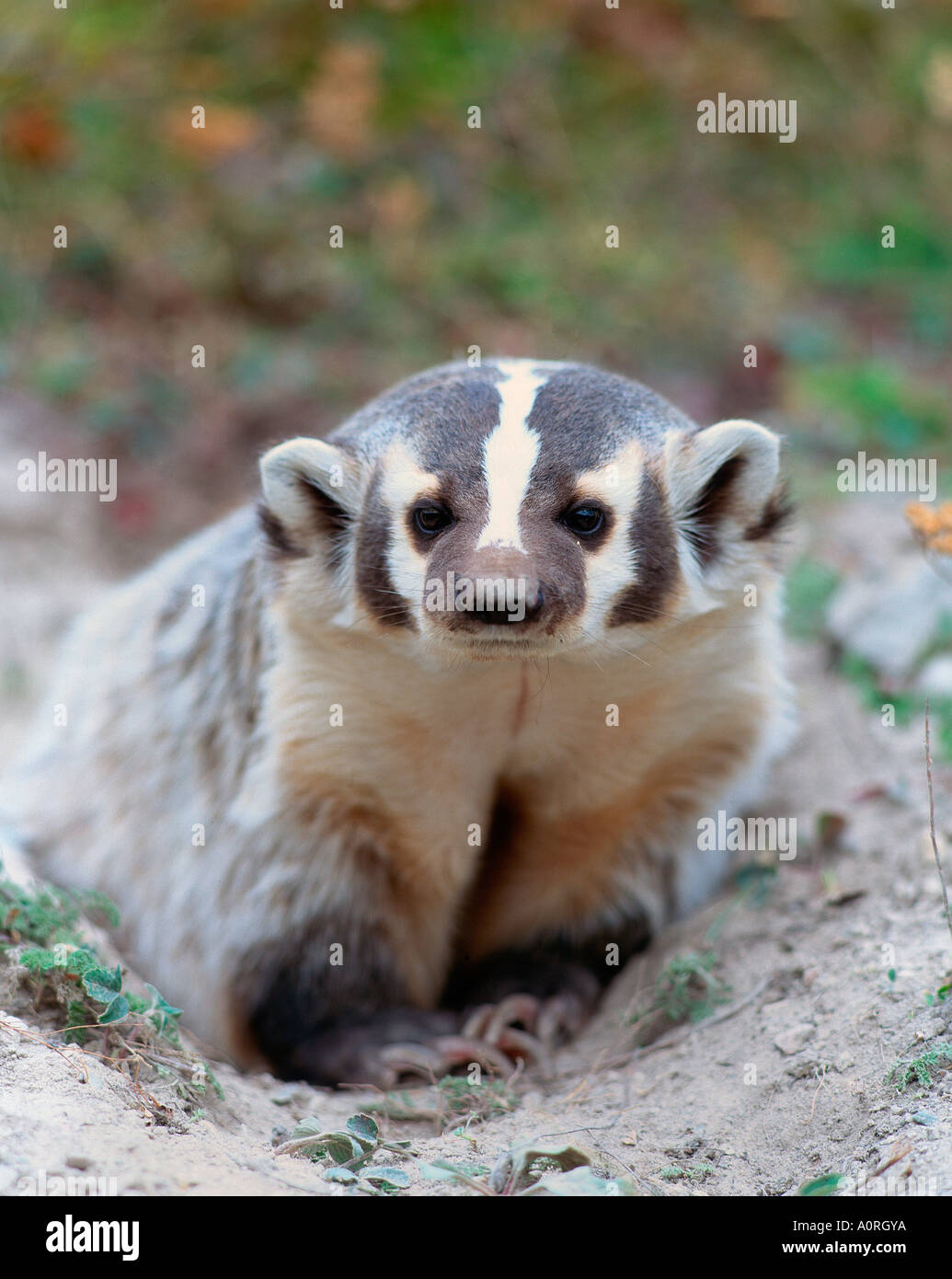 North American Badger Stock Photo - Alamy