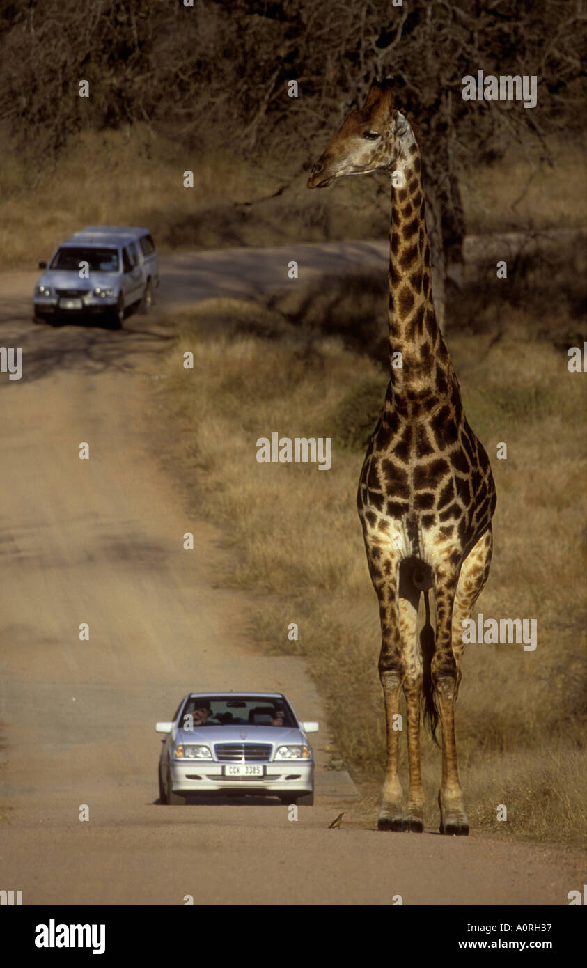 Giraffe in road hi-res stock photography and images - Alamy