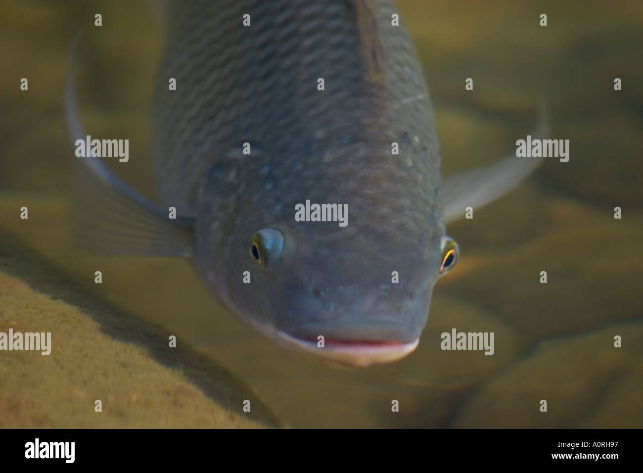 Swiming fish hi-res stock photography and images - Alamy