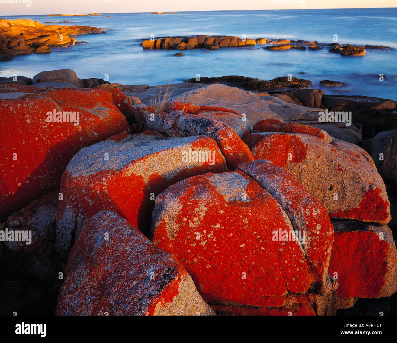 Lichen on Shore Rocks at the Gardens Bay of Fires Tasmania Australia ...