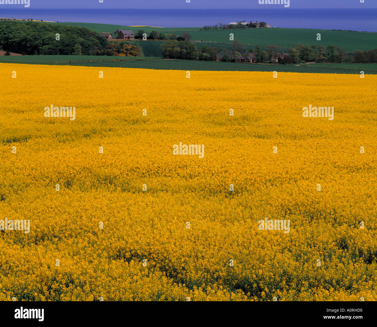 Mustard Fields in Spring Scottish Highlands Scotland UK Stock Photo - Alamy