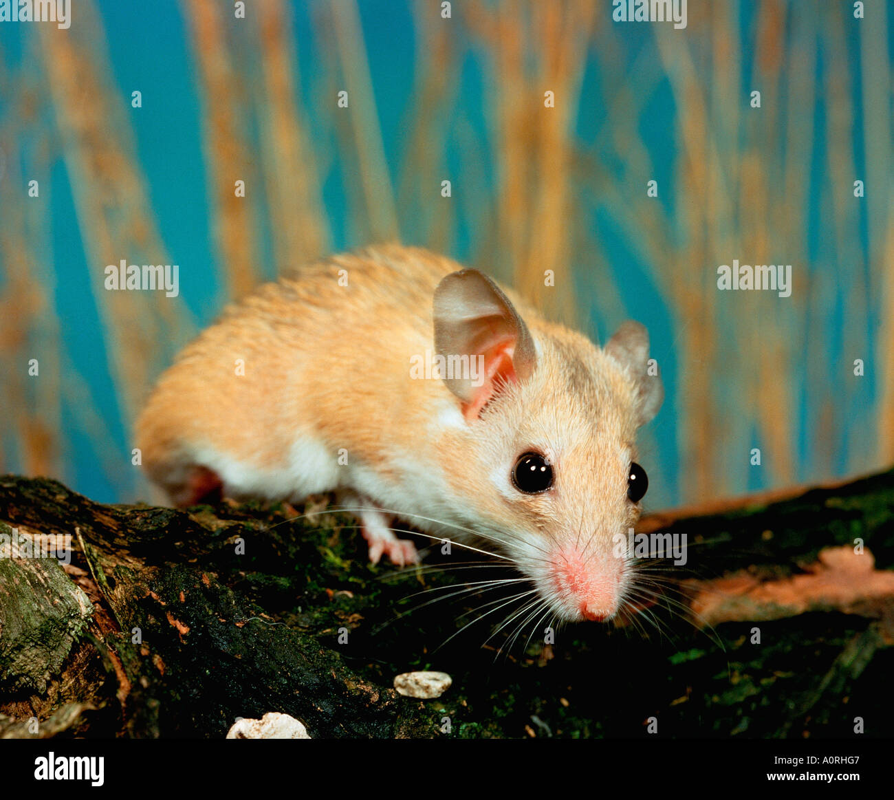 Spiny mouse hi-res stock photography and images - Alamy