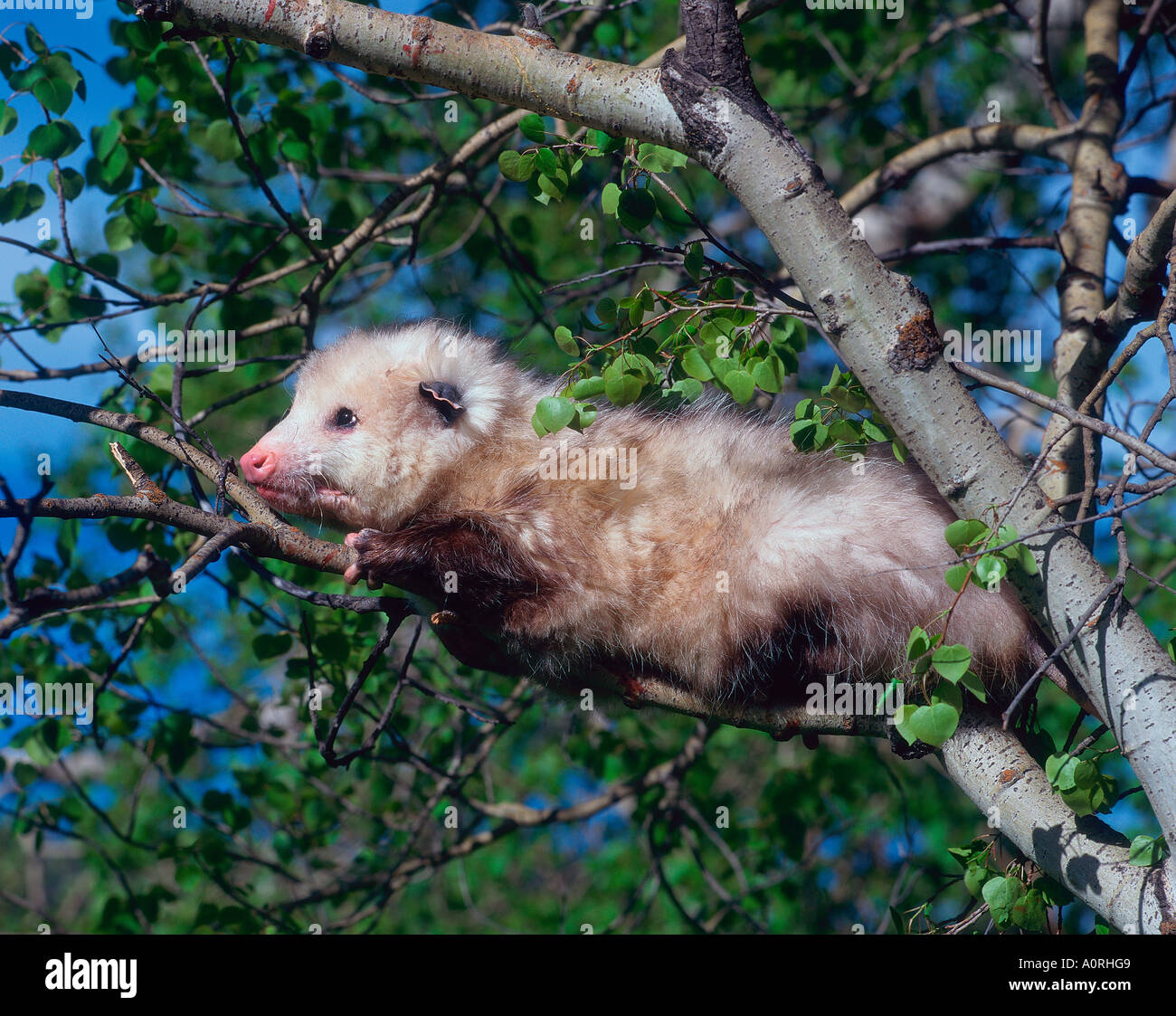 Common opossum didelphis marsupialis hi-res stock photography and ...
