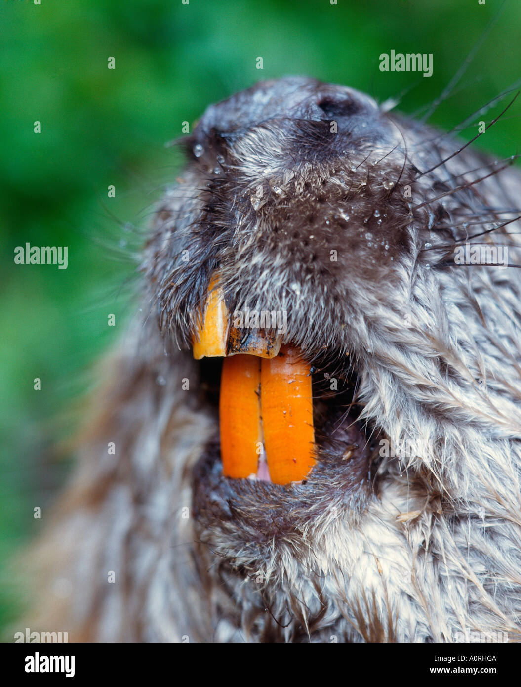 Beaver Teeth Stock Photos & Beaver Teeth Stock Images - Alamy