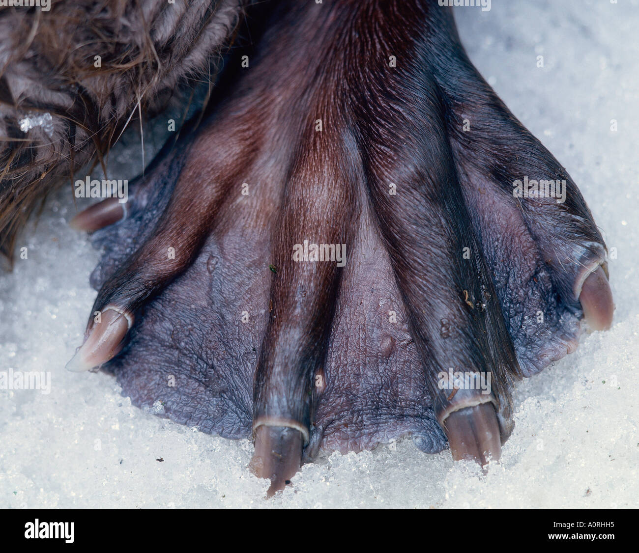 Beaver foot hi-res stock photography and images - Alamy