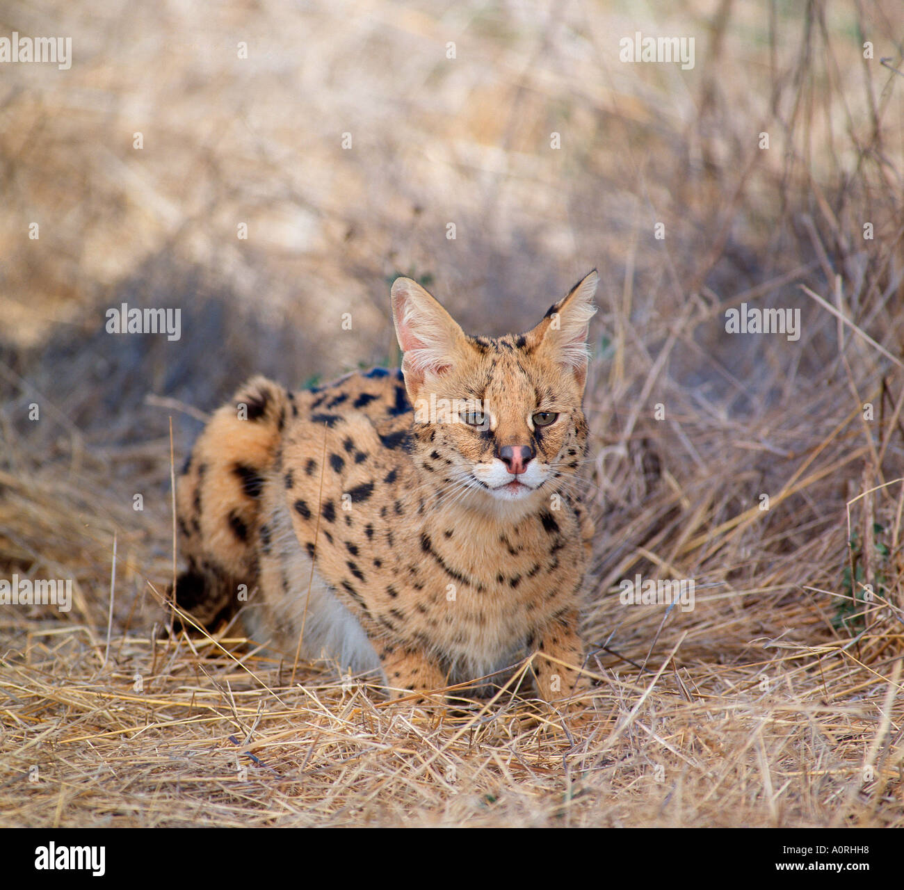 Serval lying hi-res stock photography and images - Alamy