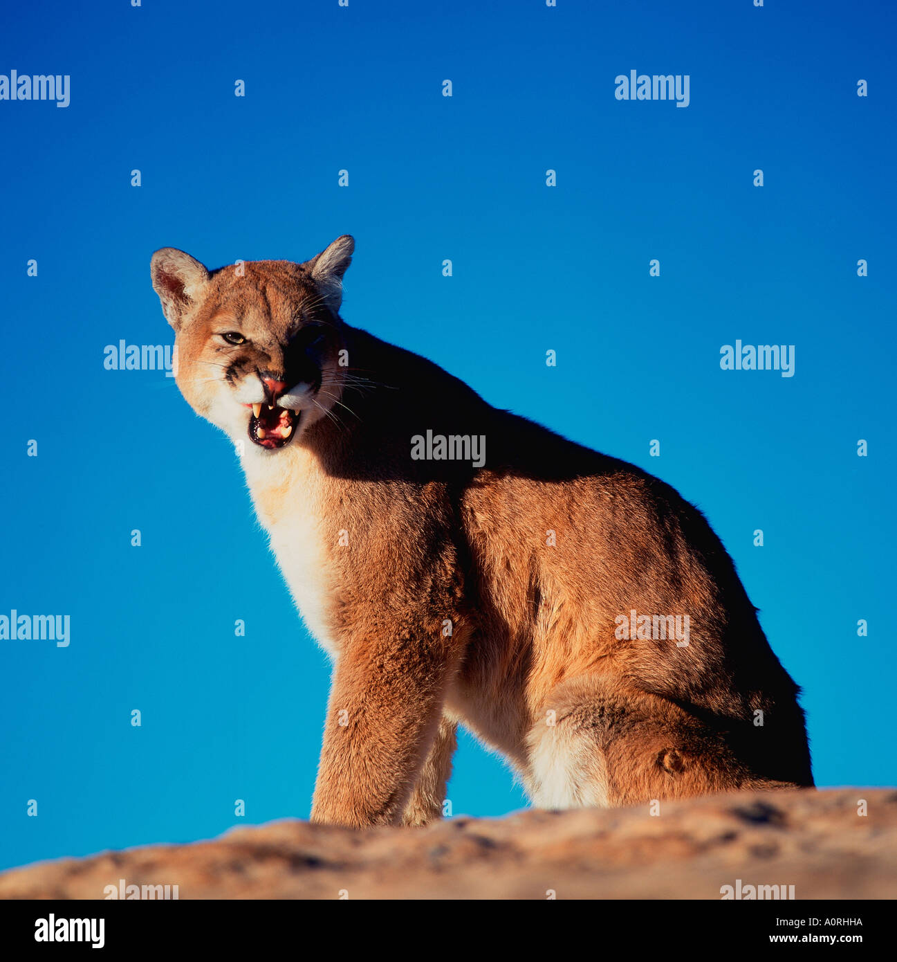 Cougar / Mountain Lion Stock Photo - Alamy