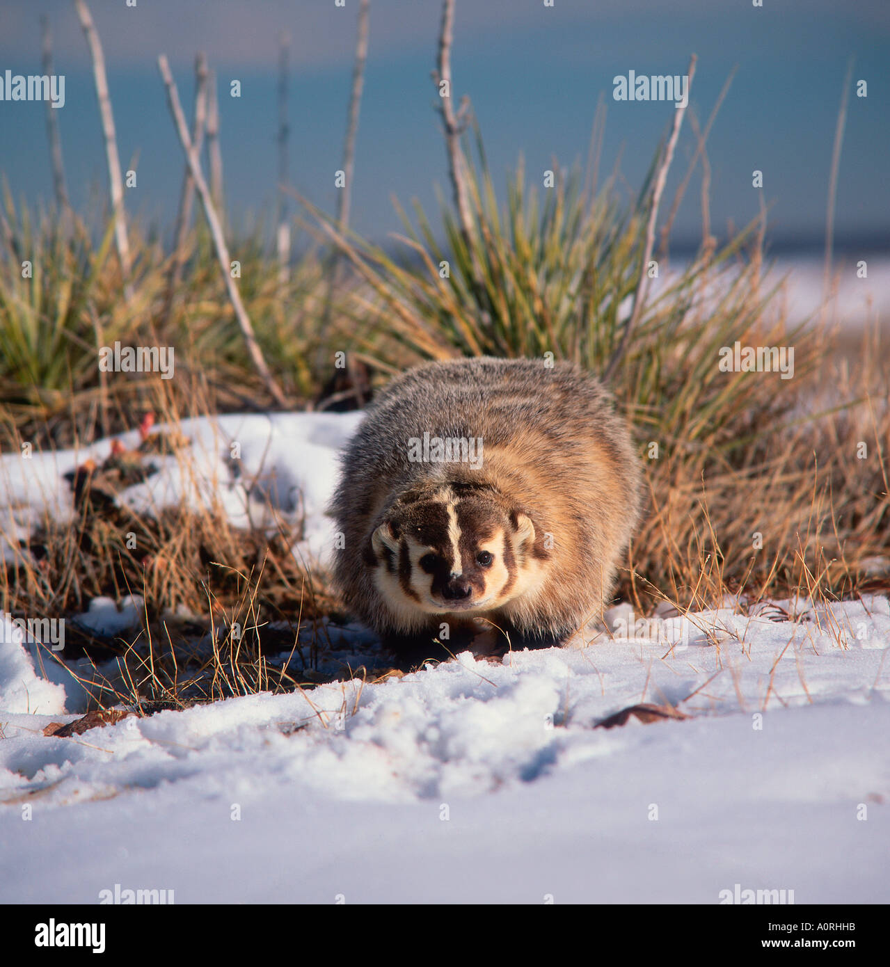 American badger snow hi-res stock photography and images - Alamy