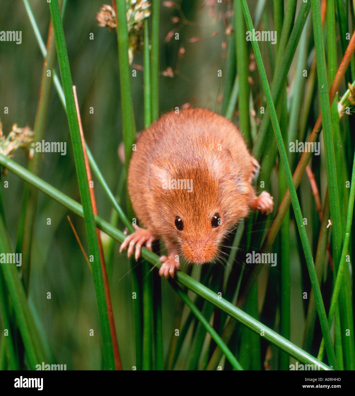 Old World Harvest Mouse Stock Photo - Alamy