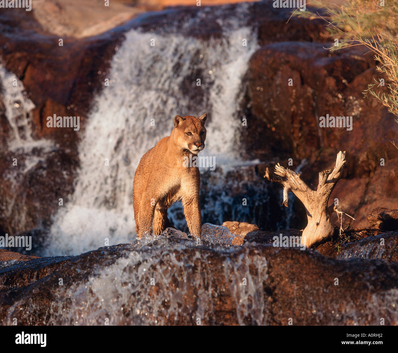 Cougar / Mountain Lion Stock Photo - Alamy