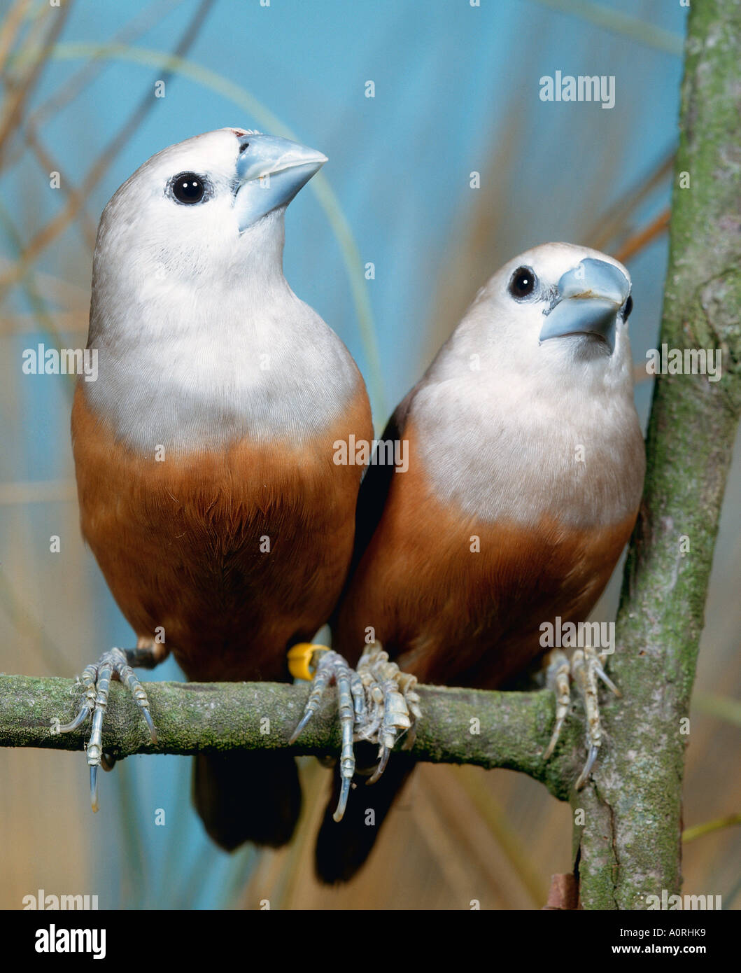 Munias hi-res stock photography and images - Alamy