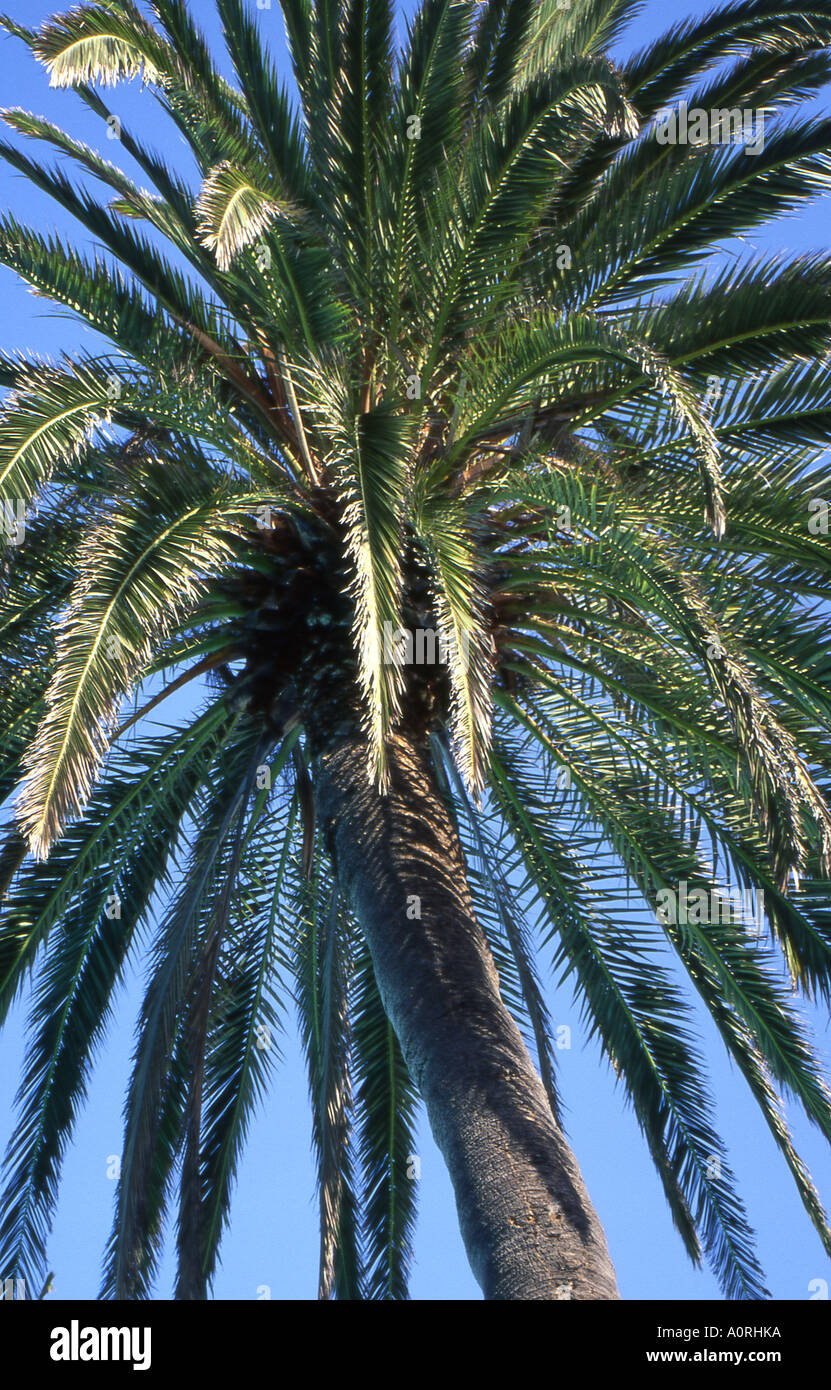 Palm tree on lanzarote 1670 Stock Photo - Alamy
