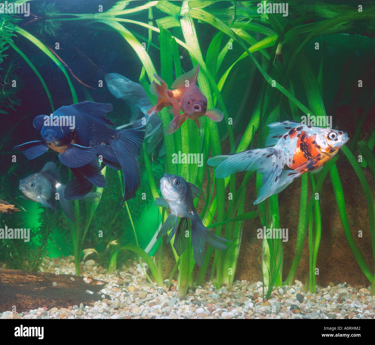 Five goldfish hi-res stock photography and images - Alamy