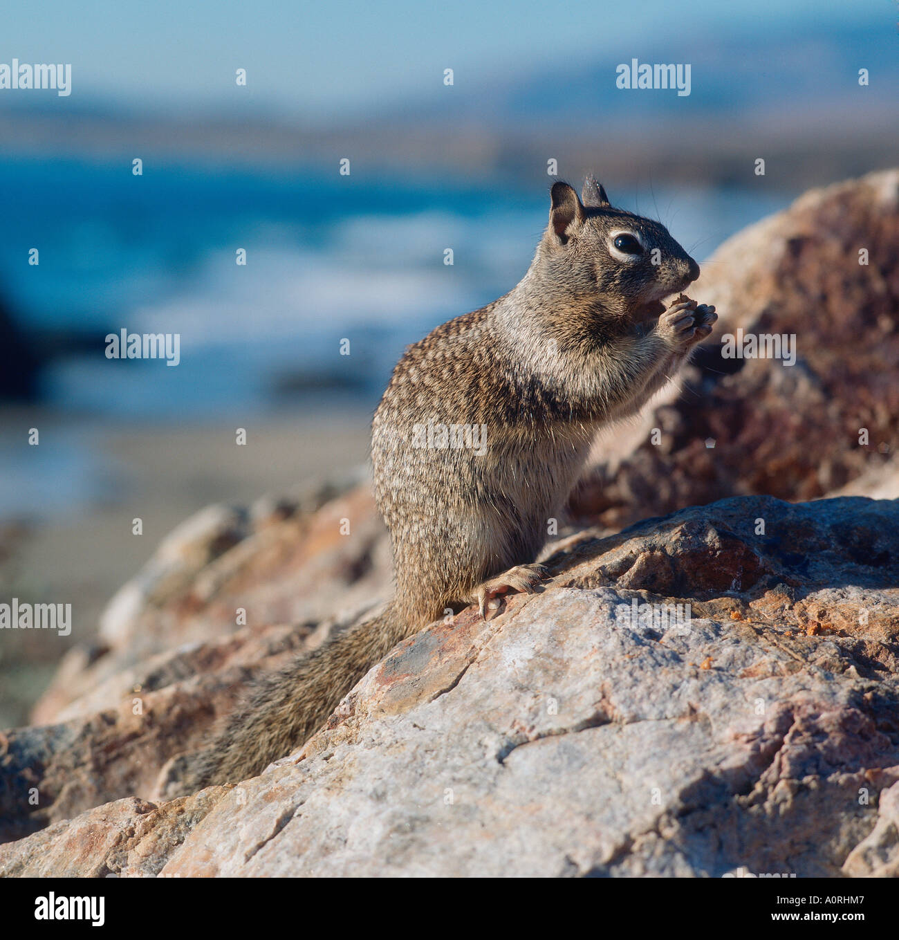 California Ground Squirrel Stock Photo - Alamy