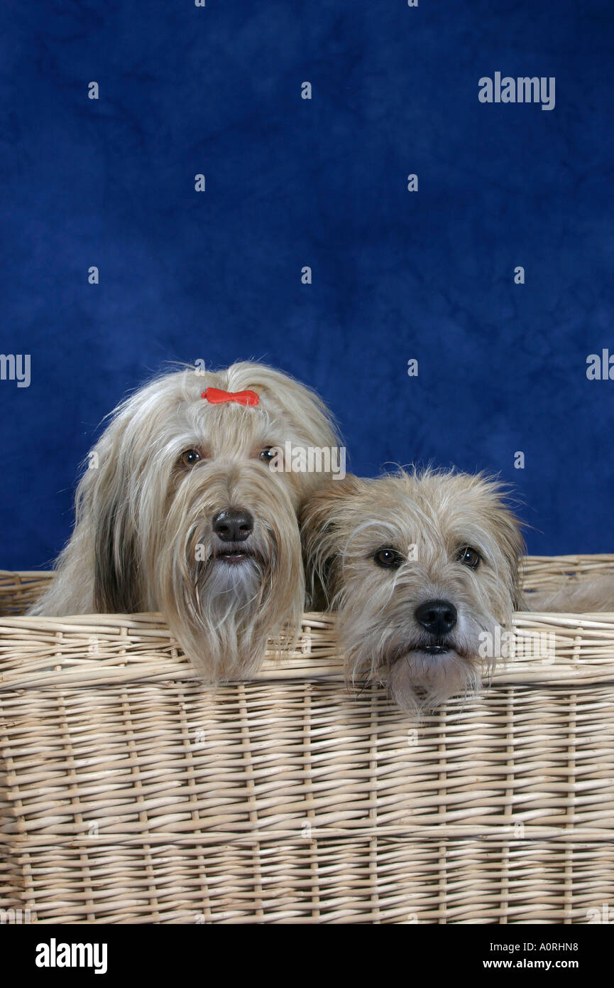 Mixed Breed Dog Stock Photo - Alamy