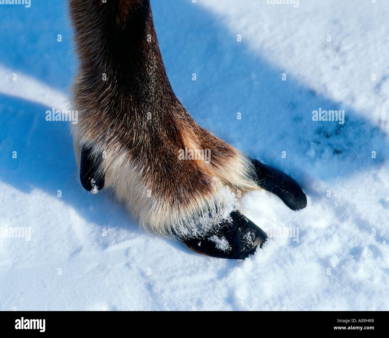 Reindeer feet hi-res stock photography and images - Alamy