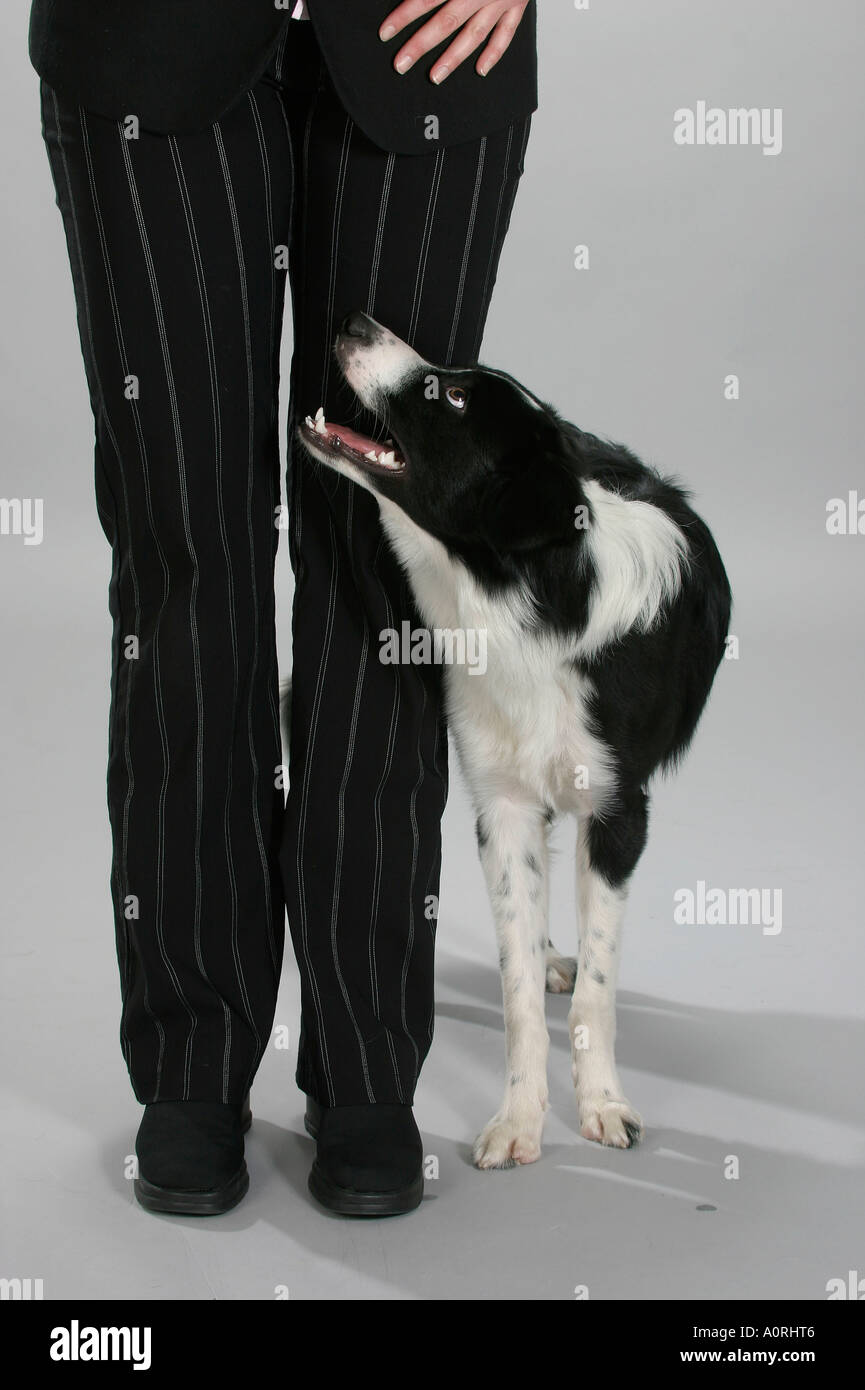 Human and collie hi-res stock photography and images - Alamy