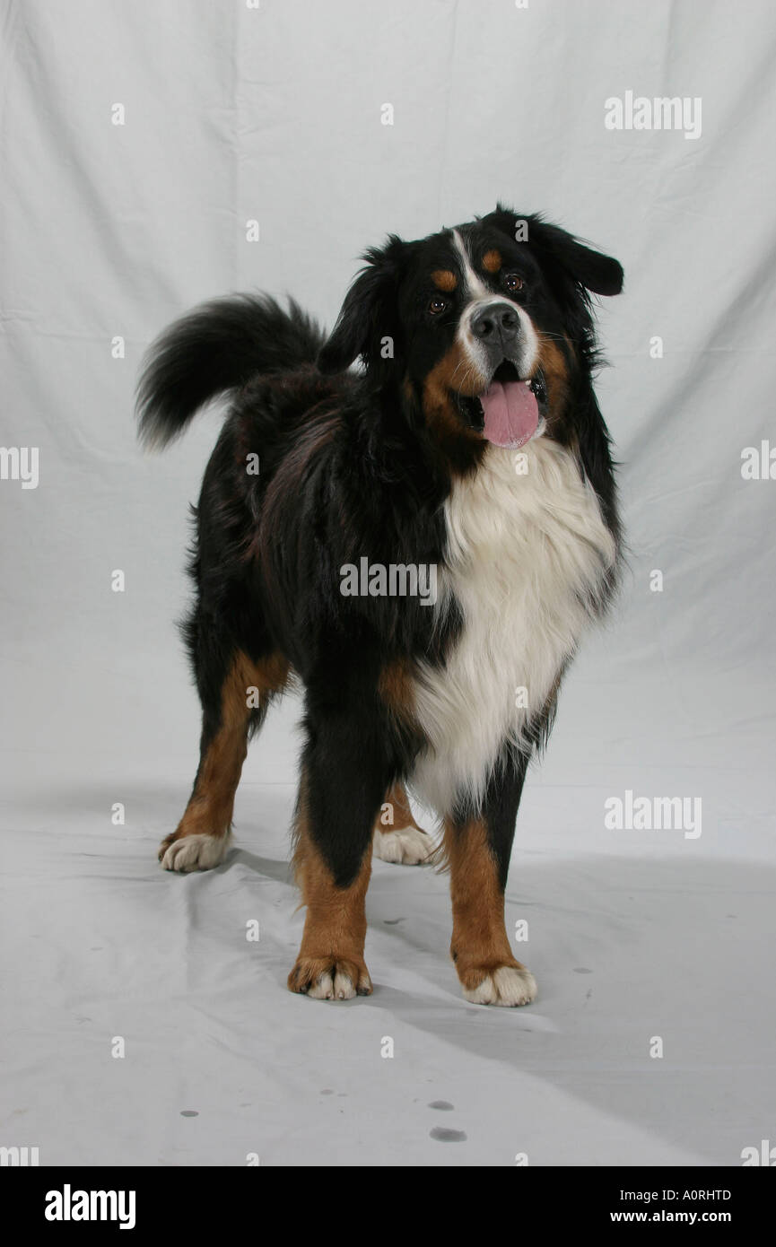 Bernese Mountain Dog Stock Photo - Alamy