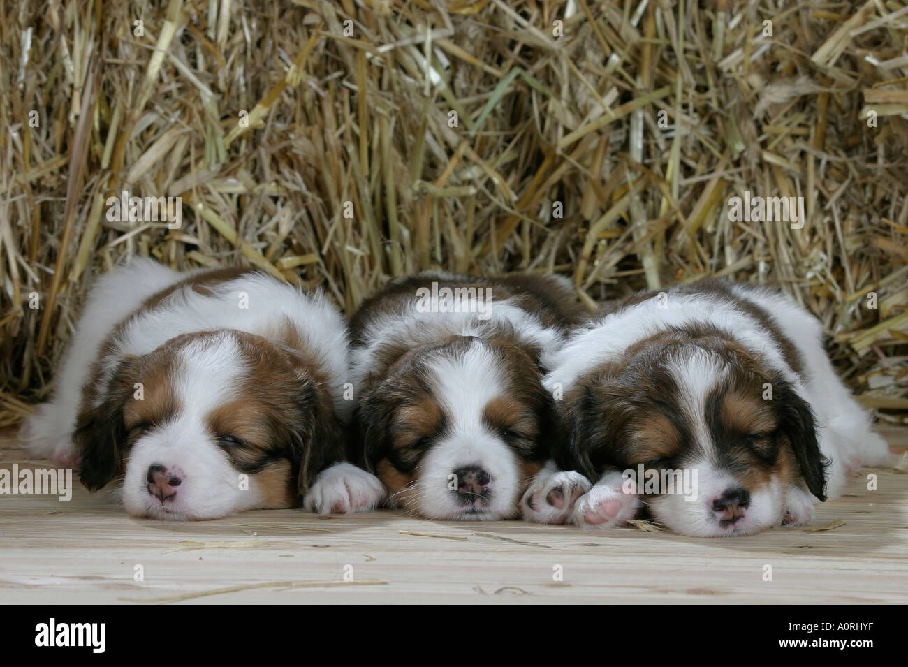 10 weeks dog hi-res stock photography and images - Alamy