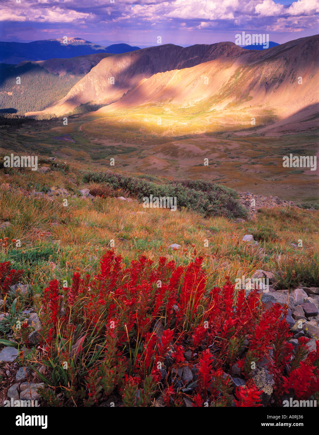 Rose and crown hi-res stock photography and images - Alamy