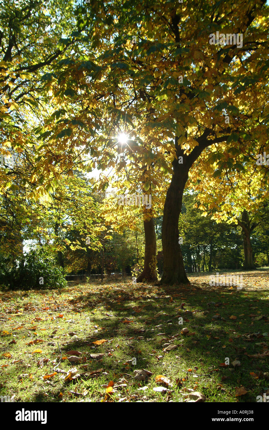 Sun showing through trees hi-res stock photography and images - Alamy