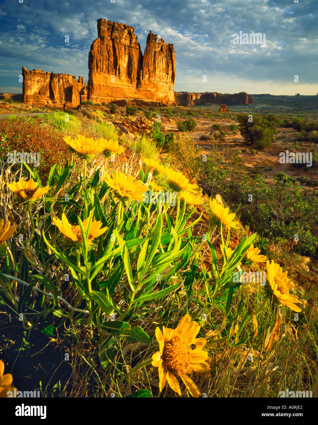 Spring Mule Ear Flowers Courthouse Towers Arches National Park near ...