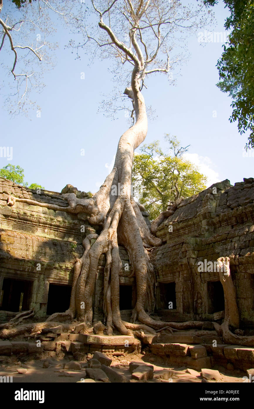 Famous Towering Kapok Tree Ta Phrom Stock Photo - Alamy