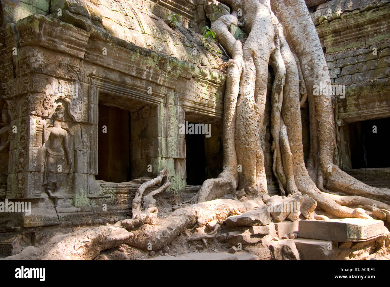 Famous Roots Ta Phrom Stock Photo - Alamy