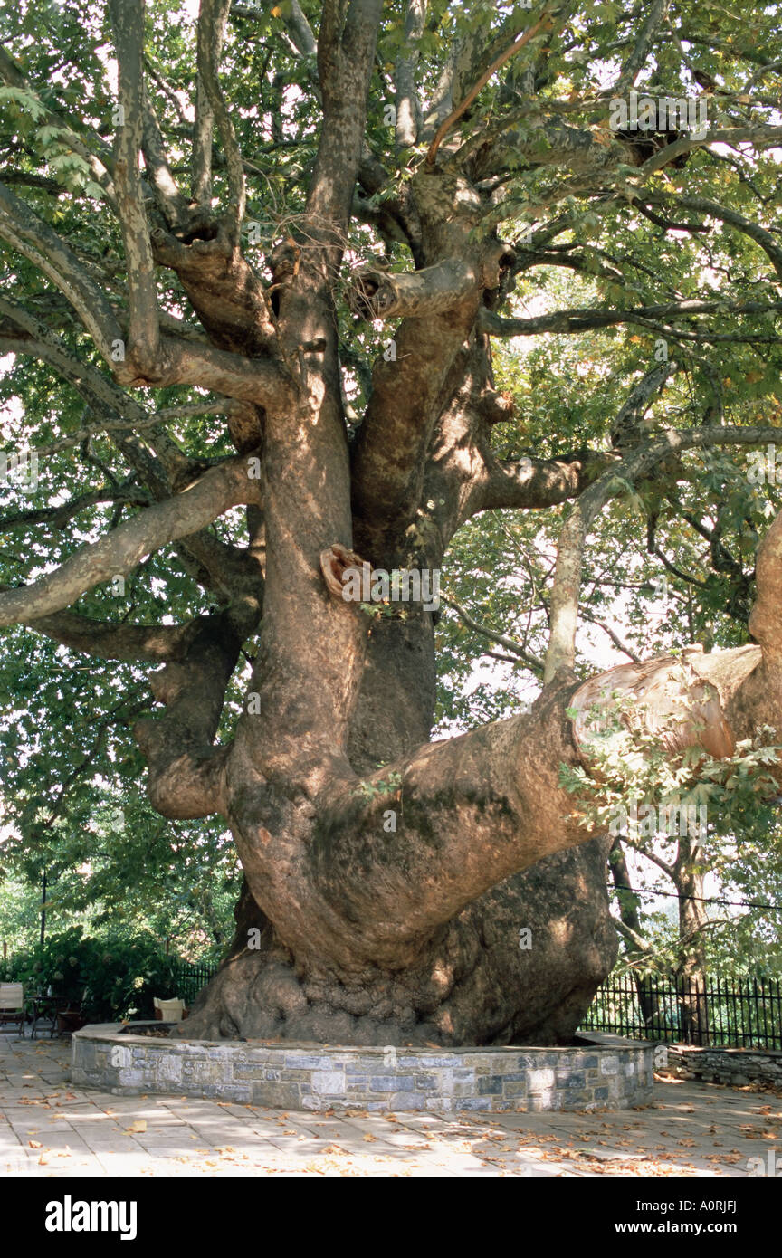 One thousand year old plane tree trunk has circumference of 14 metres ...