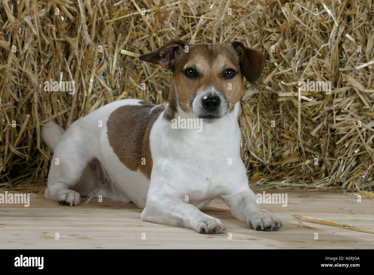 Eye jack russell hi-res stock photography and images - Alamy