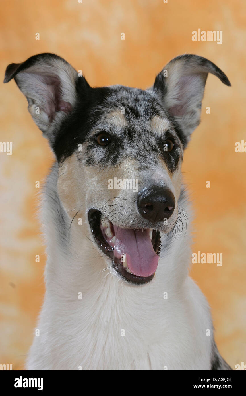 Smooth collie dog hi-res stock photography and images - Alamy