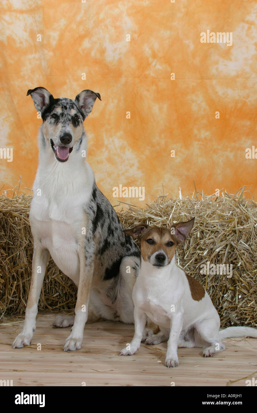 Collie jack russell terrier hi-res stock photography and images - Alamy