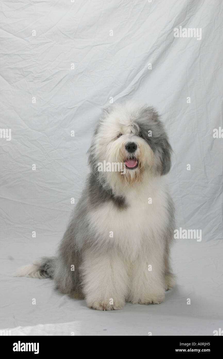 Old English Sheepdog / Bobtail Stock Photo - Alamy