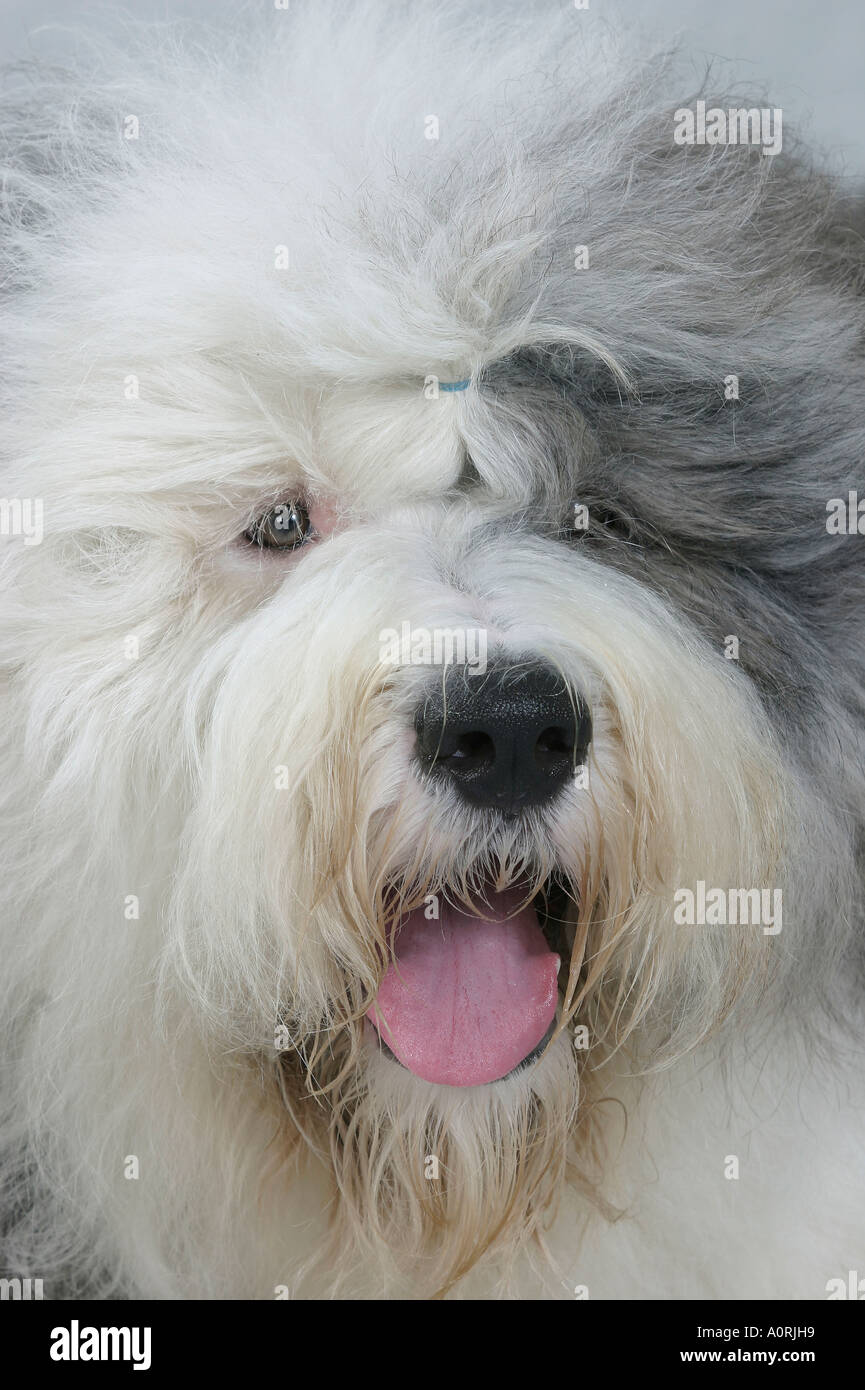 Old English Sheepdog / Bobtail Stock Photo - Alamy